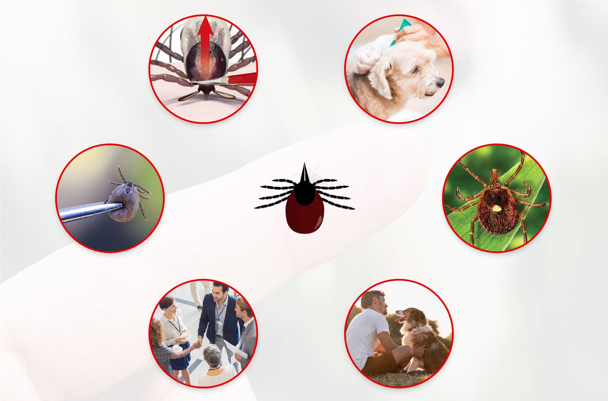 Tick Identification Guide | Learn How to Identify Ticks All of Kinds