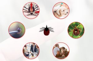 Tick Identification Guide | Learn How to Identify Ticks All of Kinds
