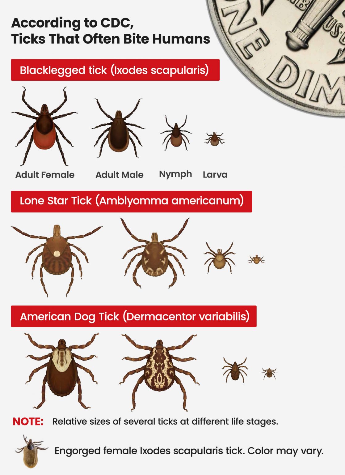 Tick Identification Guide | Learn How to Identify Ticks All of Kinds