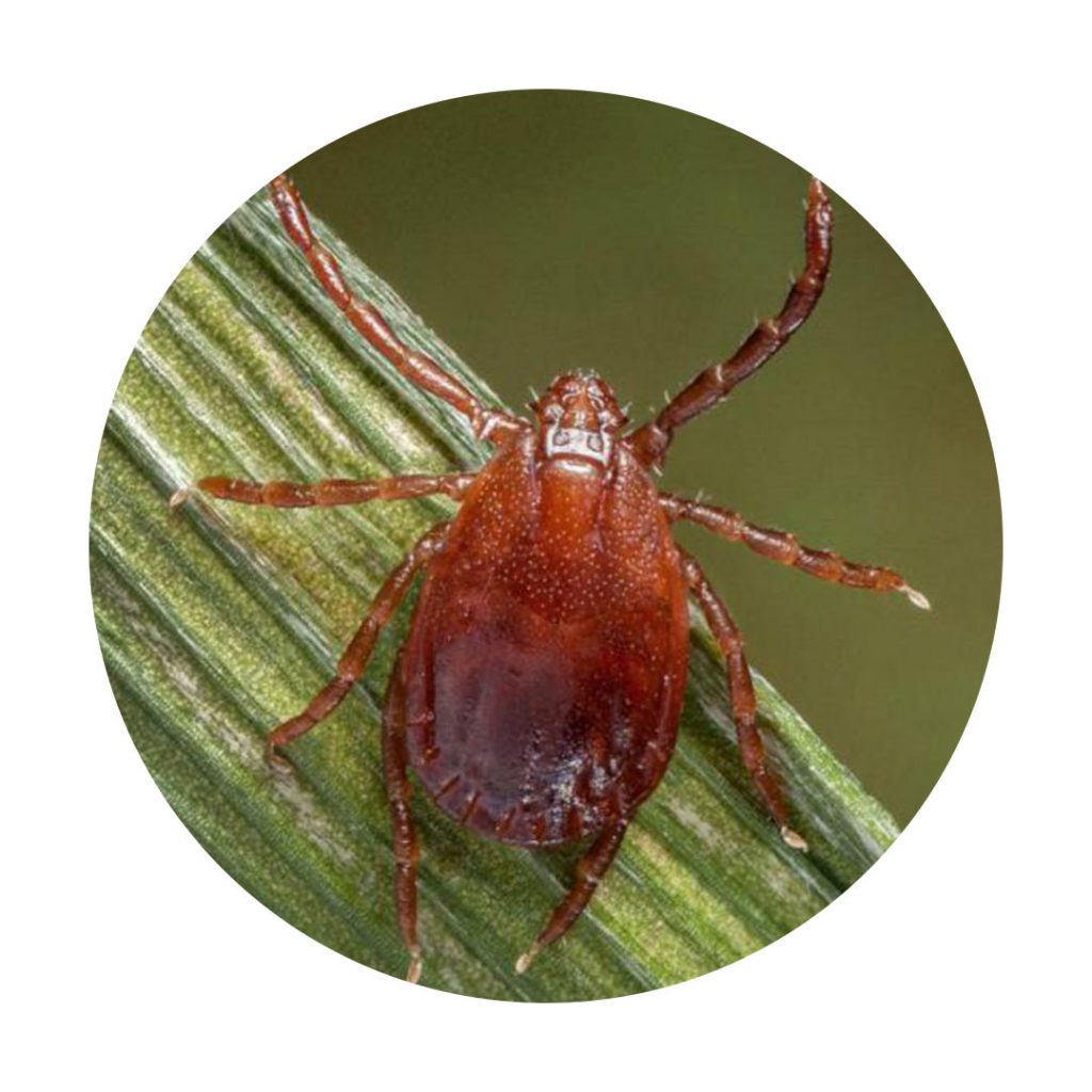 Tick Identification Guide | Learn How to Identify Ticks All of Kinds