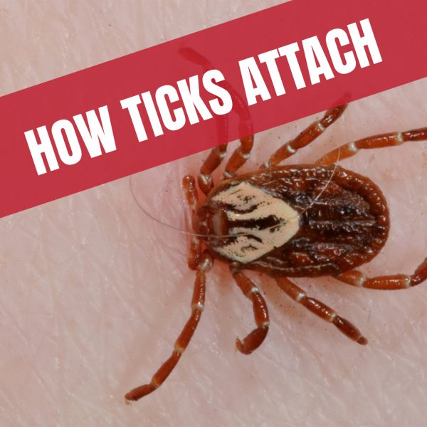 The Secret of How Ticks Attach - Making Tick Removal Safe and Easy!
